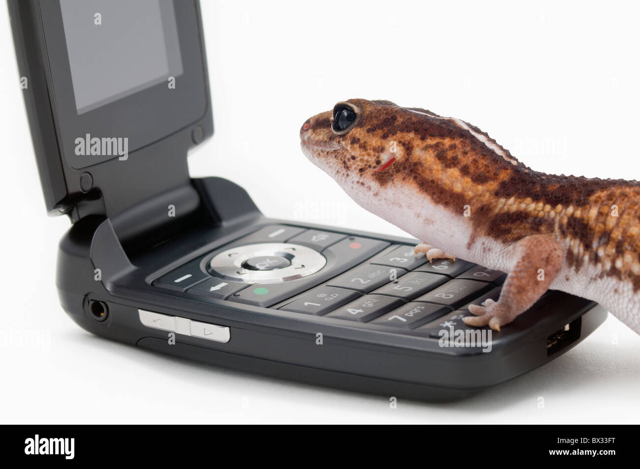 Gecko Socializing On A Cell Phone Stock Photo - Alamy
