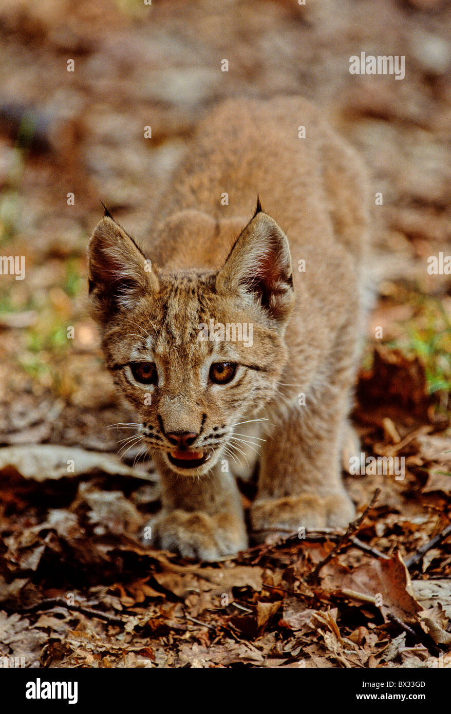 Eurasian lynx Lynx lynx young animal young four months old animals ...