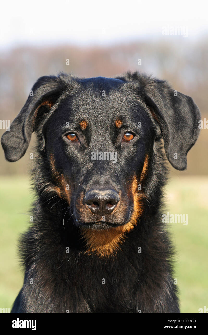 Beauceron dog - portrait Stock Photo - Alamy