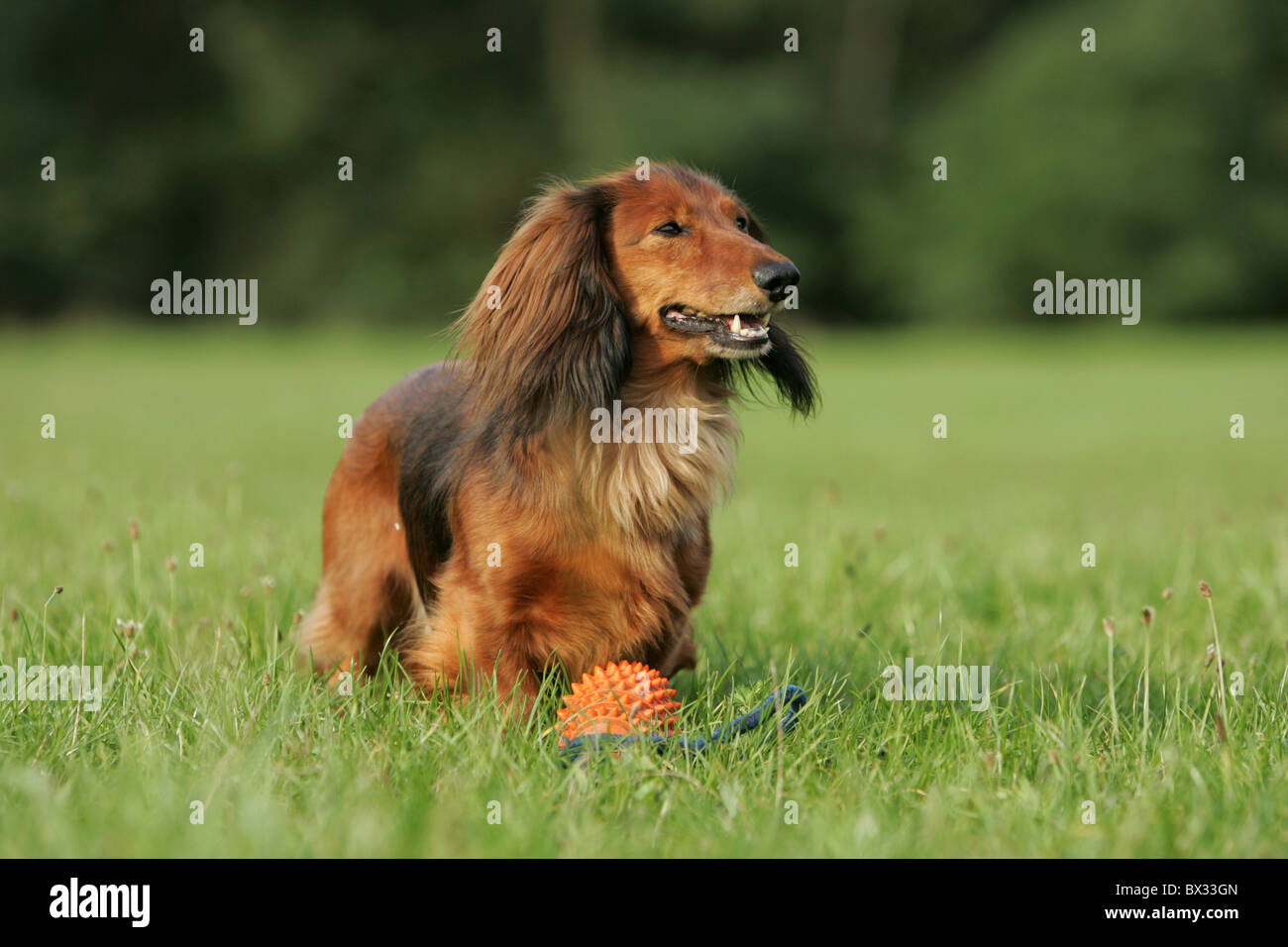 Teckel hi-res stock photography and images - Alamy