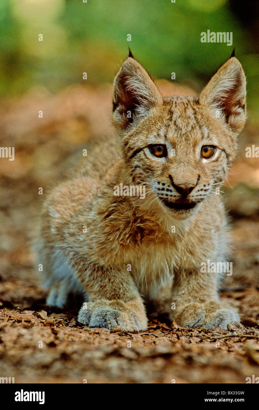 Eurasian lynx Lynx lynx young animal young four months old animals ...