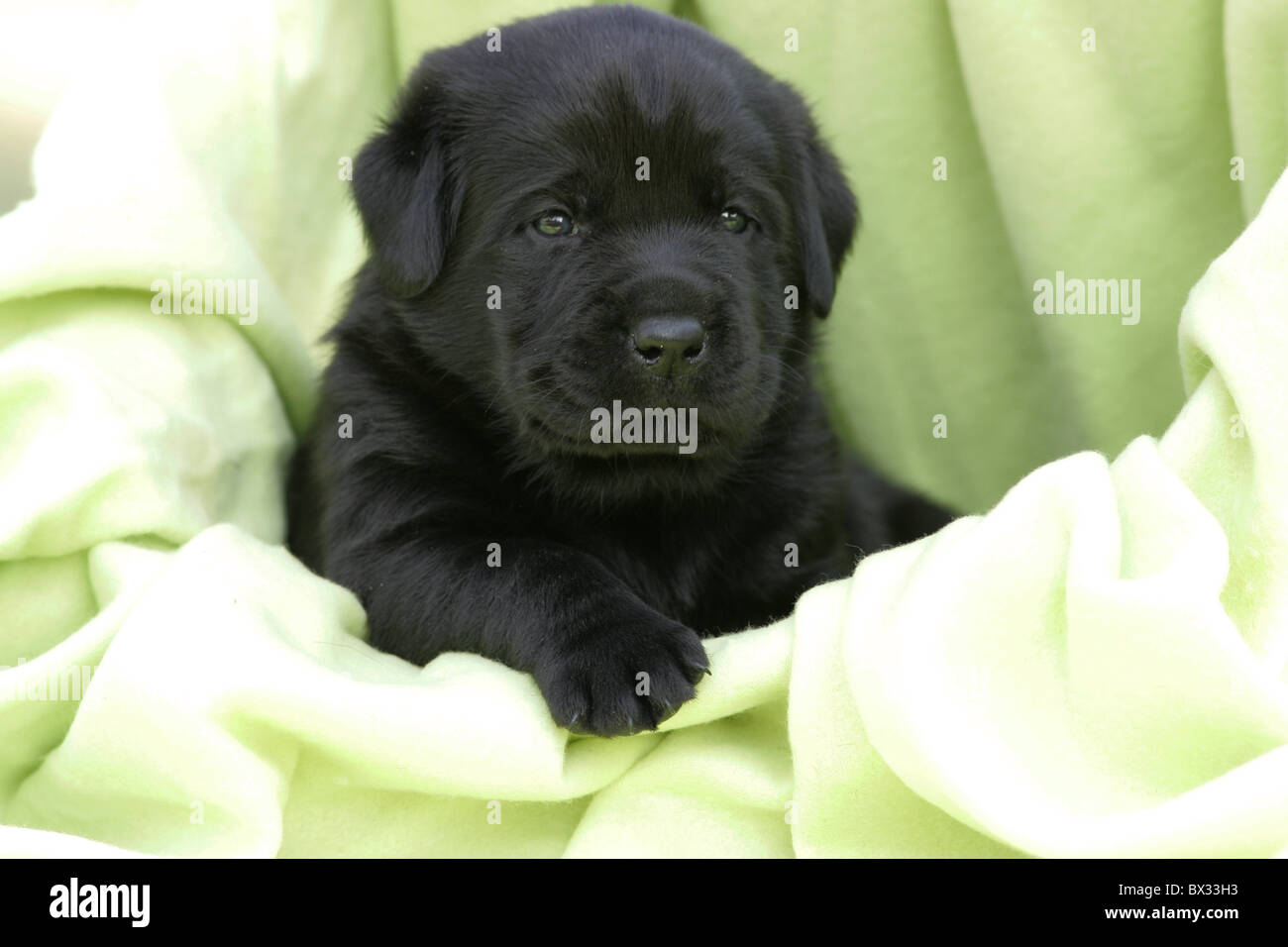 Labrador Retriever Puppy Stock Photo - Alamy