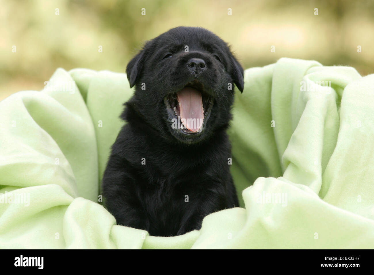 Labrador puppies yawning hi-res stock photography and images - Alamy