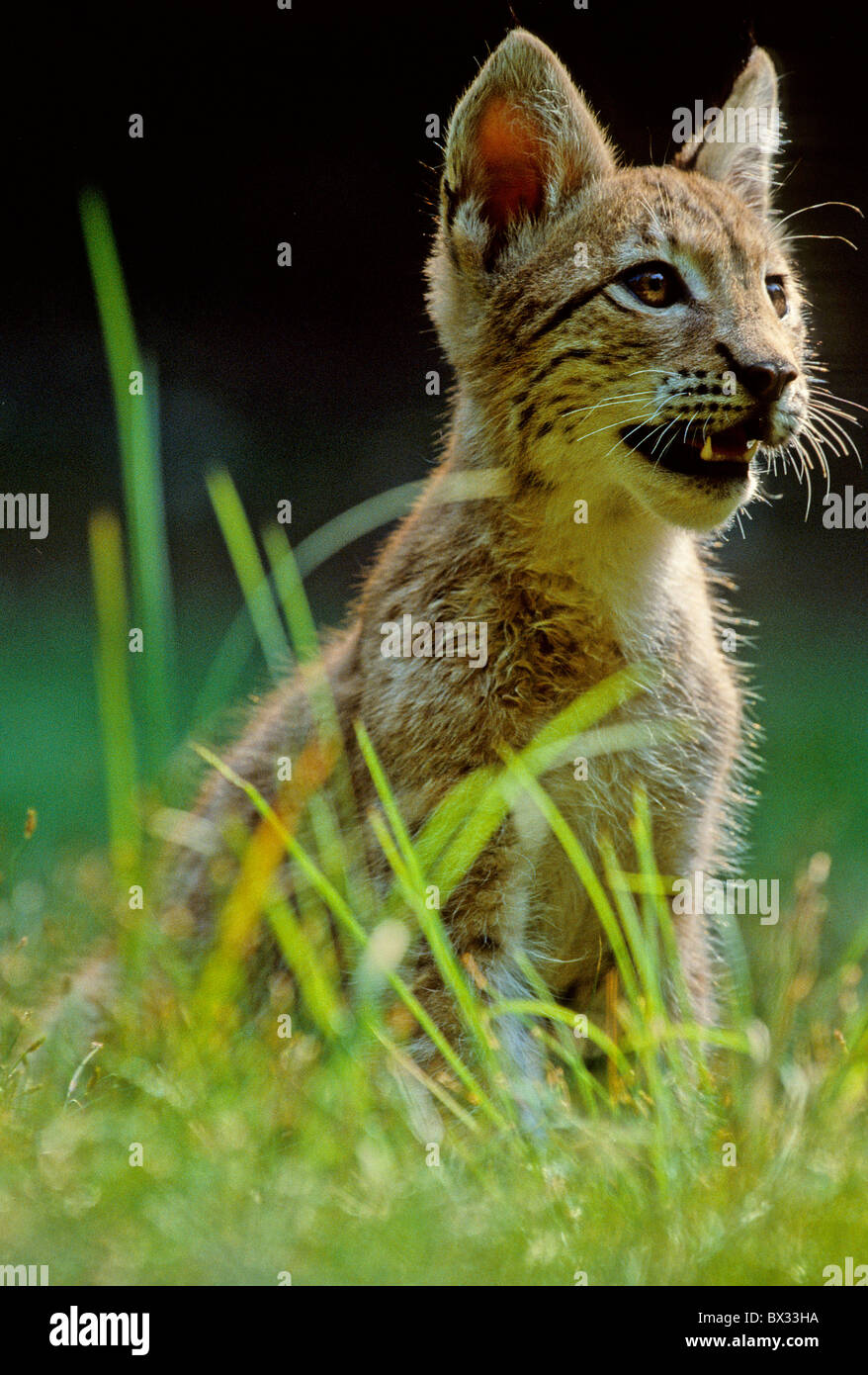 Eurasian lynx Lynx lynx young animal young four months old animals ...