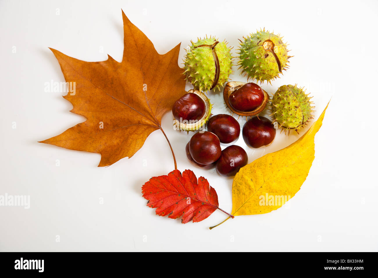 composition of autumn colorful leaves and chestnuts Stock Photo - Alamy