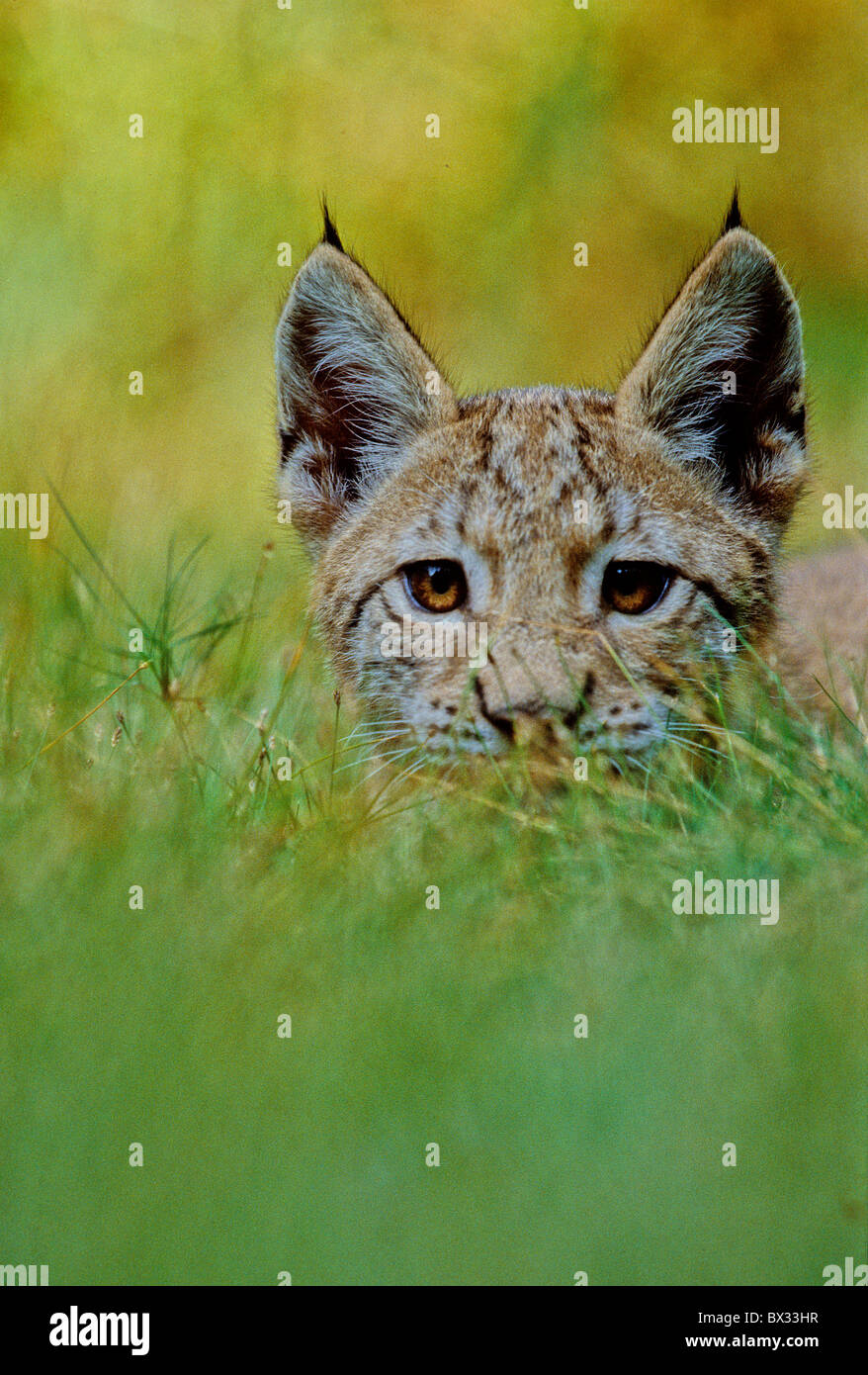 Eurasian lynx Lynx lynx young animal young four months old animals ...