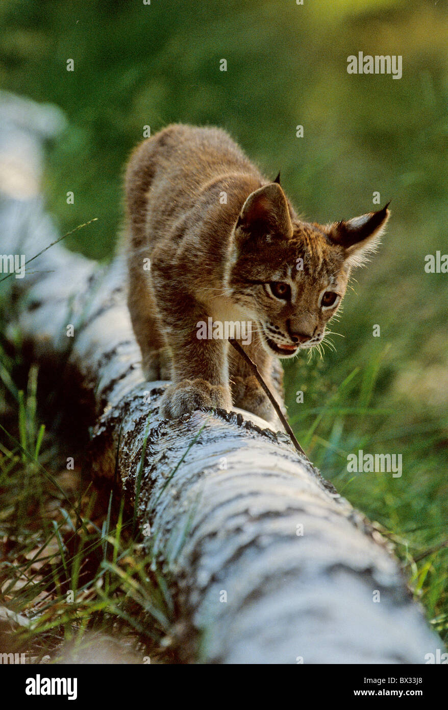 Old animals hi-res stock photography and images - Alamy