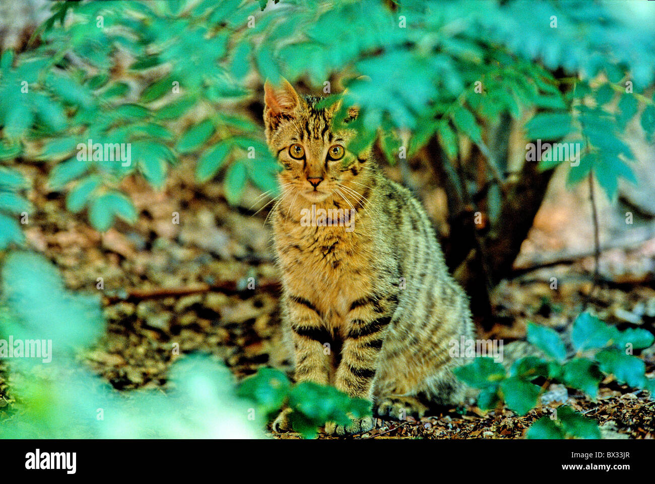 European wild cat Felis silvestris silvestris young animal animals ...