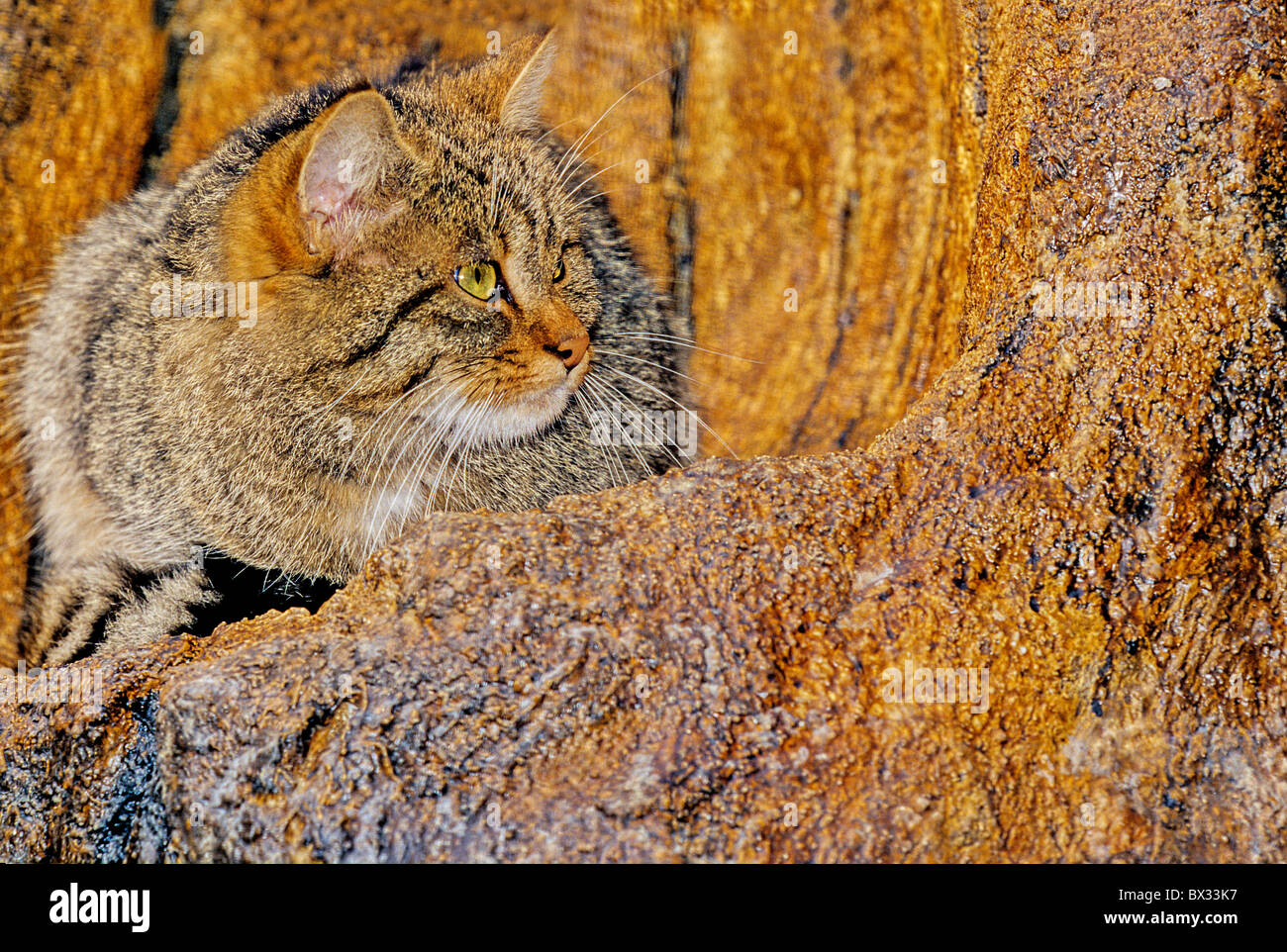 European wild cat Felis silvestris silvestris animals animal cat Stock ...