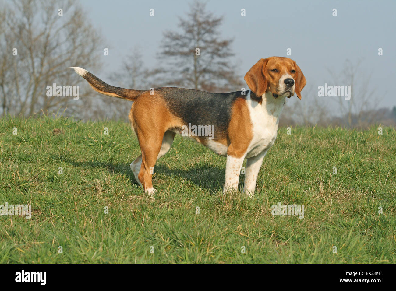 Beagle dog - standing on meadow Stock Photo - Alamy