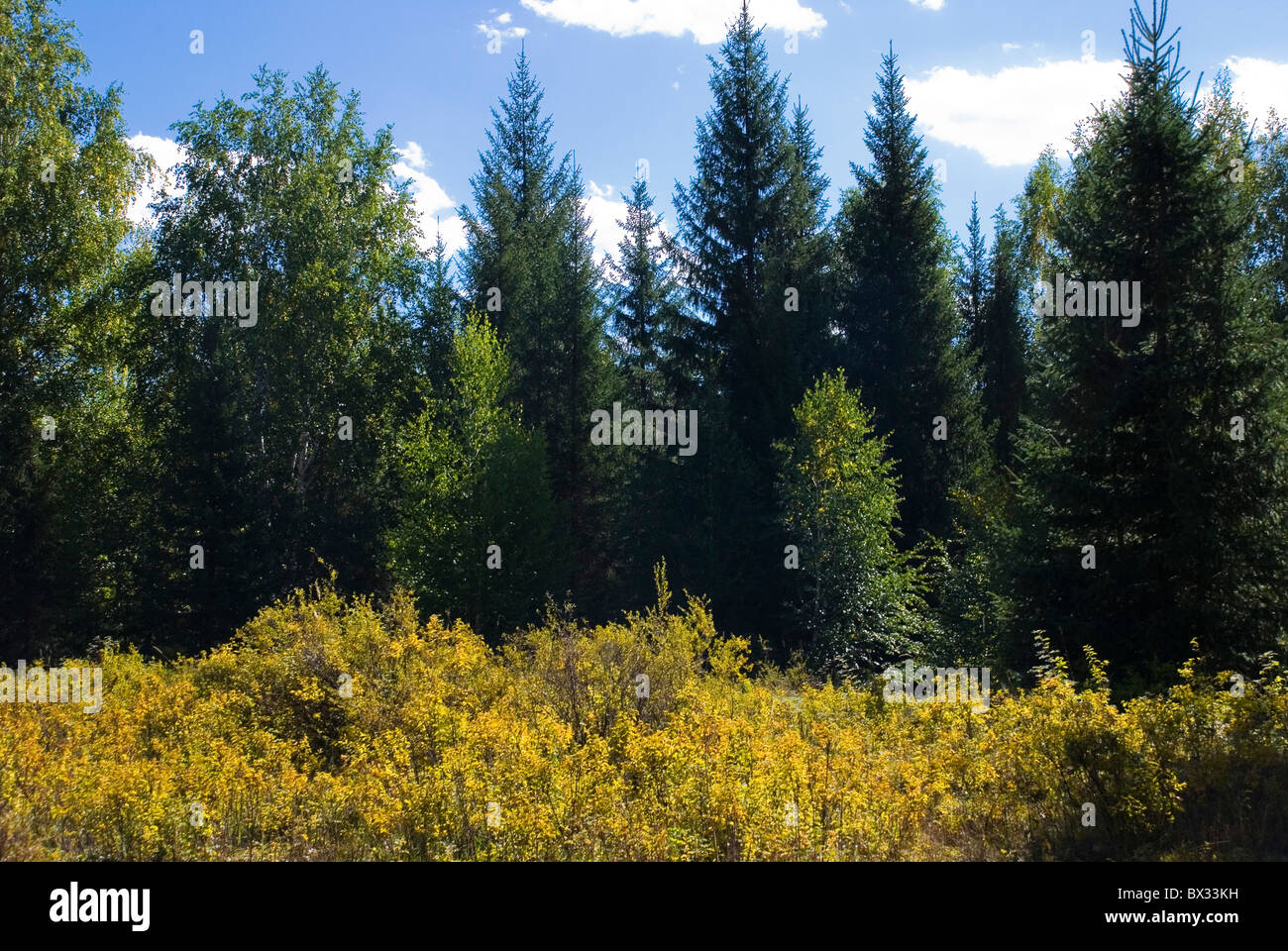 Layers of vegetation hi-res stock photography and images - Alamy