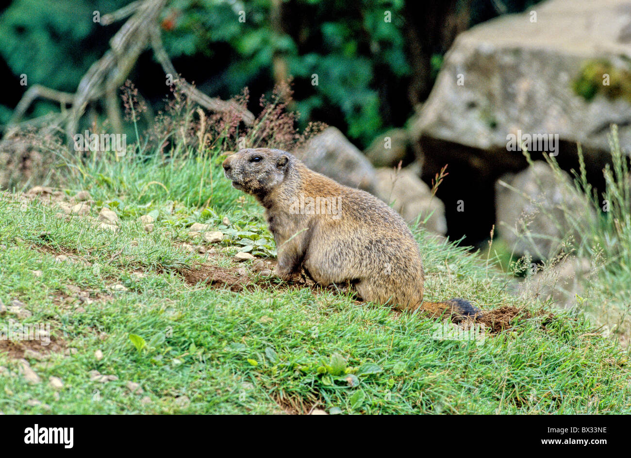 Marble animal hi-res stock photography and images - Alamy