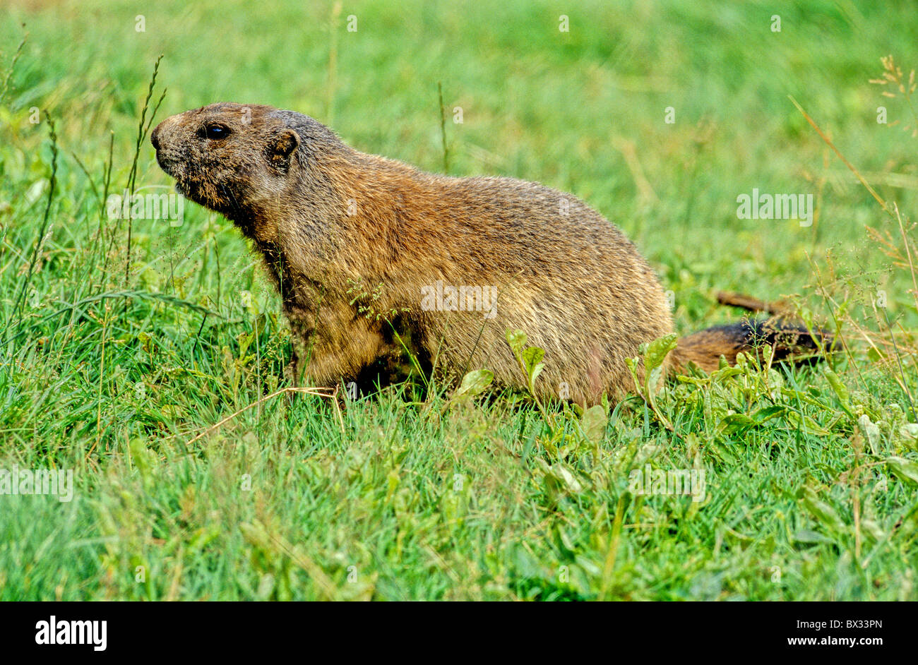 Marble animals hi-res stock photography and images - Alamy