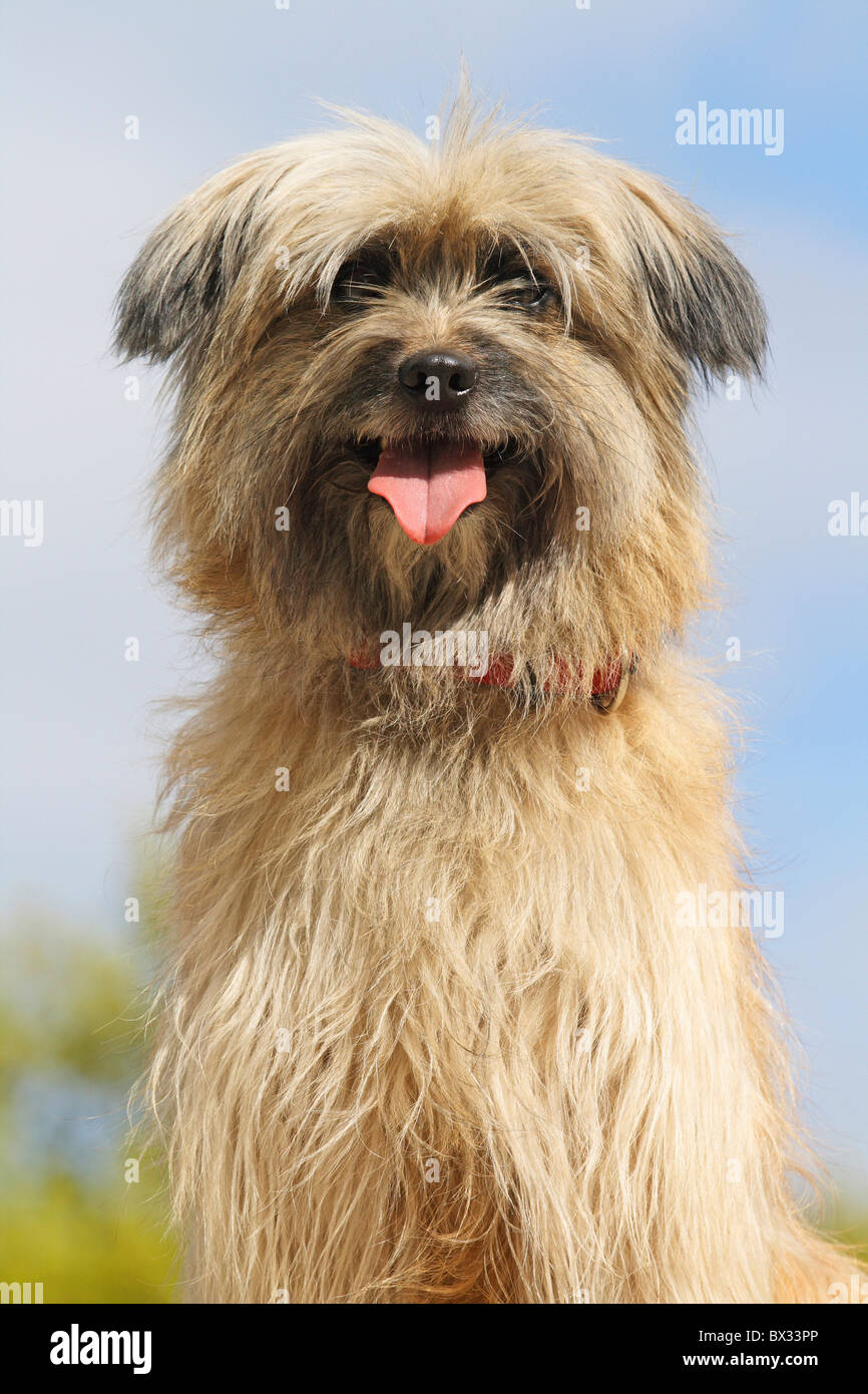 Pyrenean Shepherd - portrait Stock Photo - Alamy