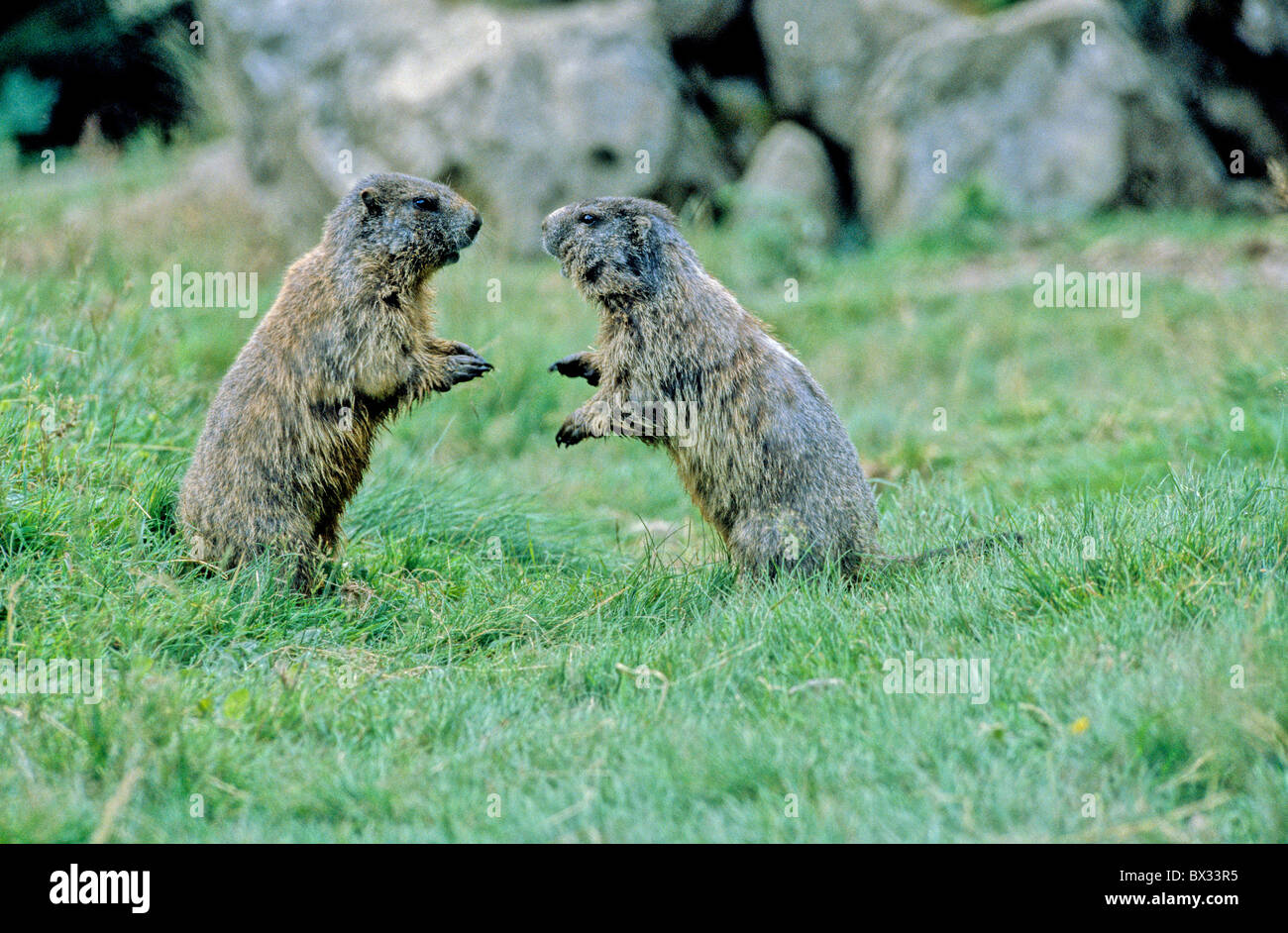 Alpine marmot groundhog Marmota marmota two duel fight battle fighting marble animal animals ...