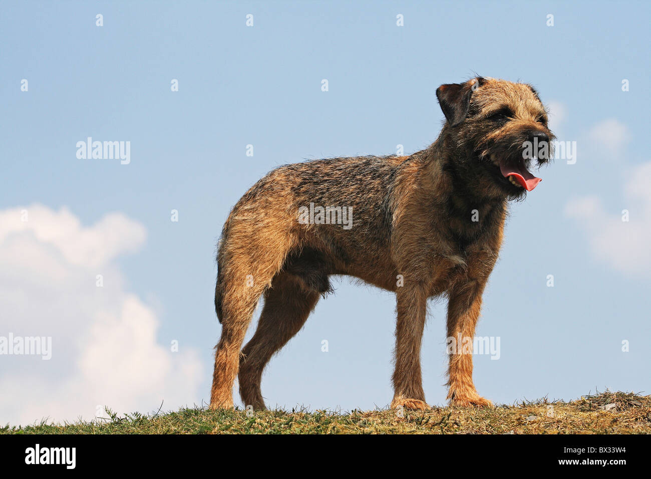Border Terrier dog - standing Stock Photo - Alamy