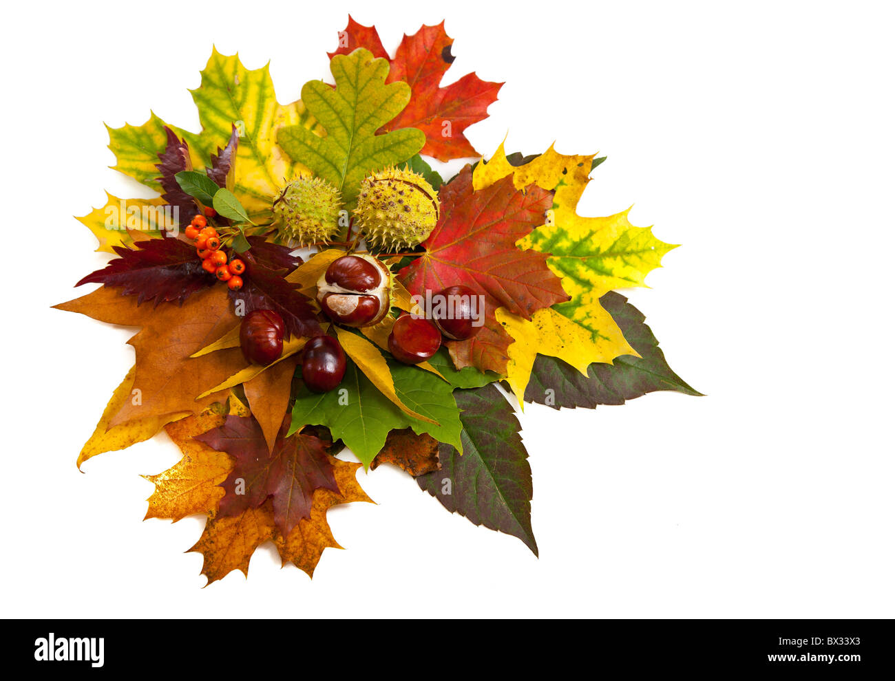 composition of autumn colorful leaves and chestnuts Stock Photo - Alamy