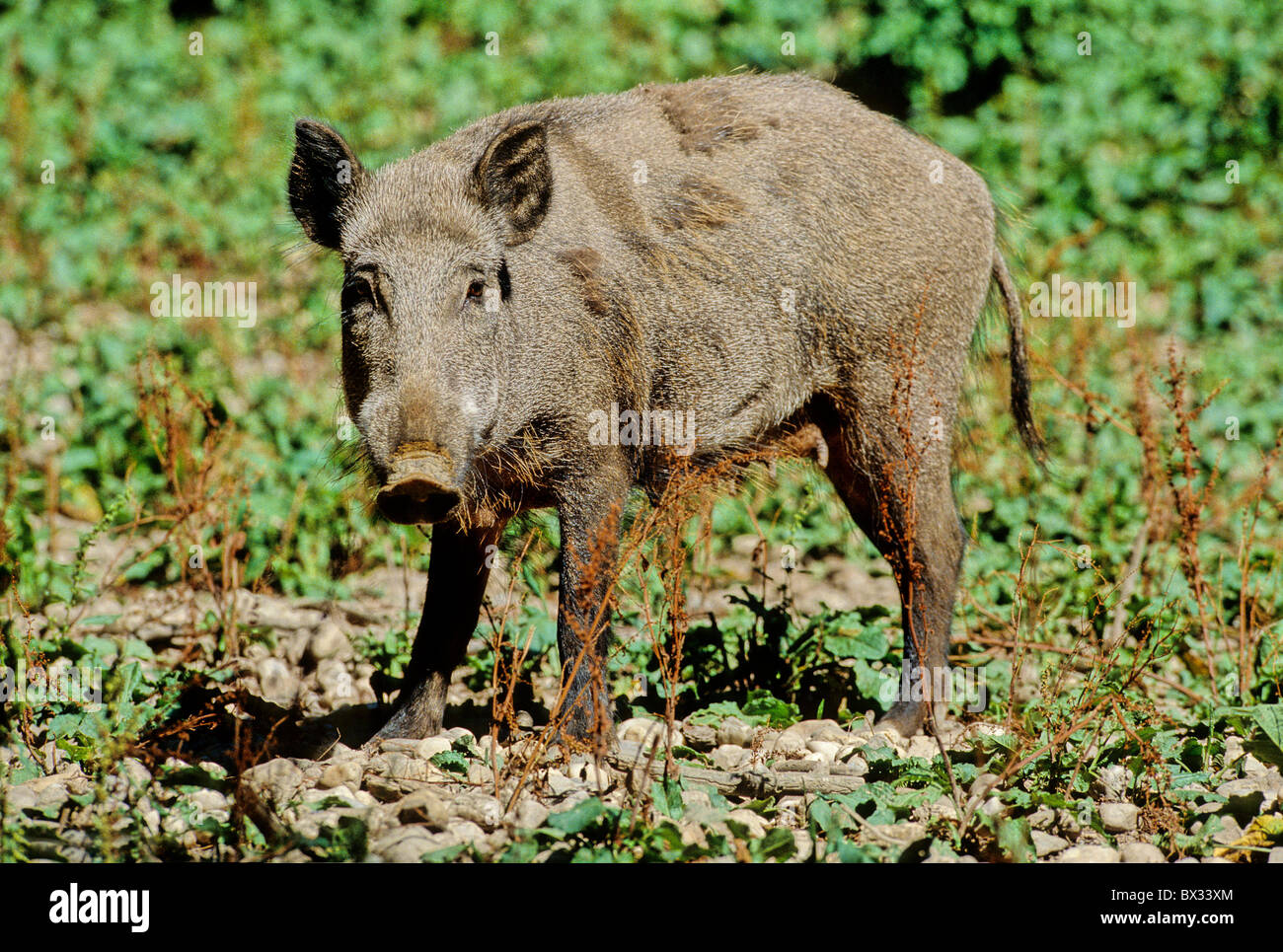 10813709 hi-res stock photography and images - Alamy