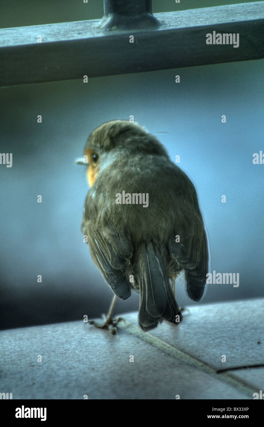 Nice robin hi-res stock photography and images - Alamy