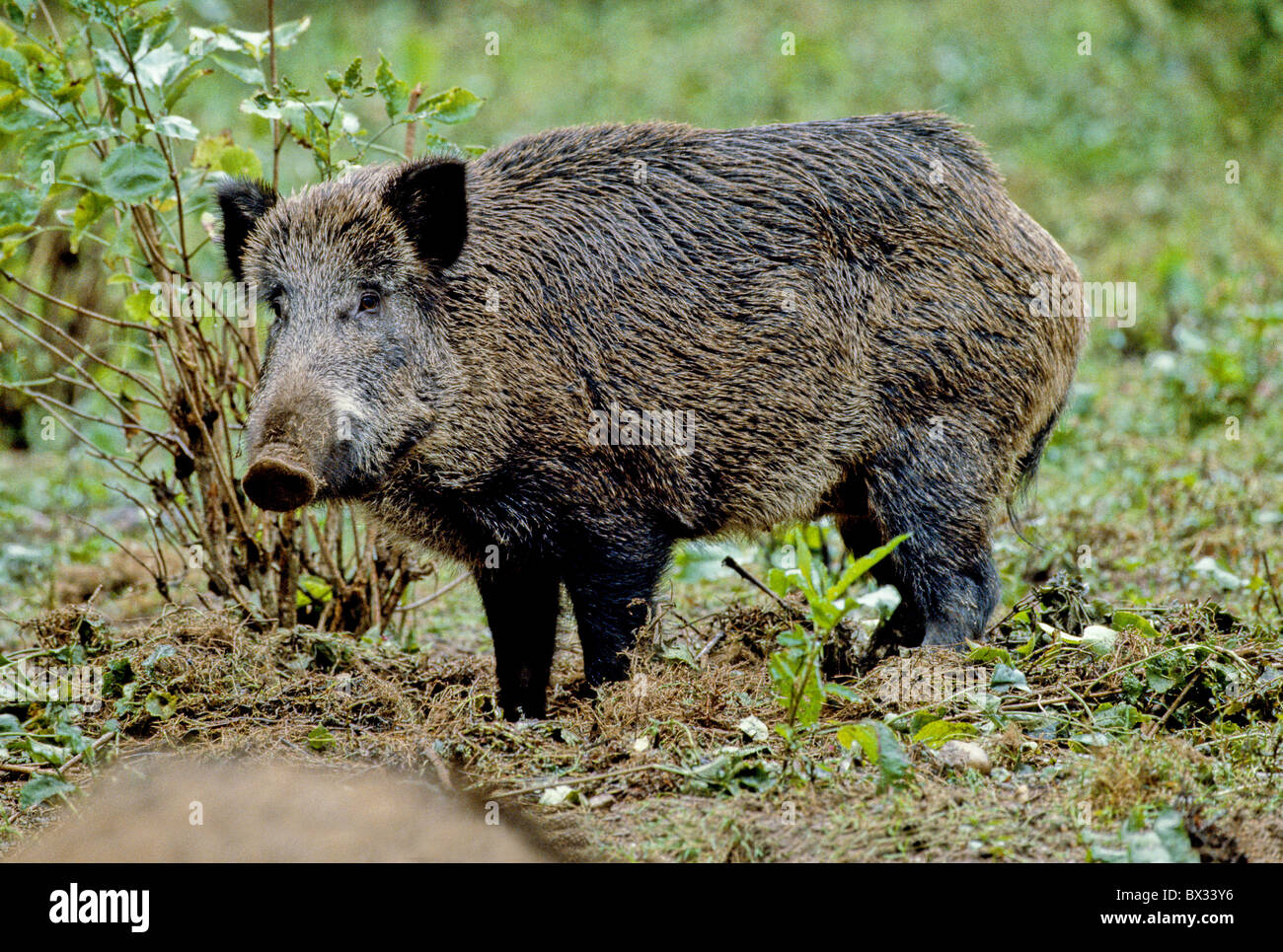 wild boar Sus scrofa pig animals animal Stock Photo - Alamy