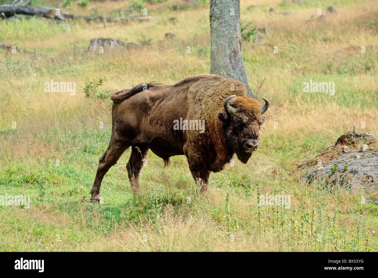 10813711 hi-res stock photography and images - Alamy