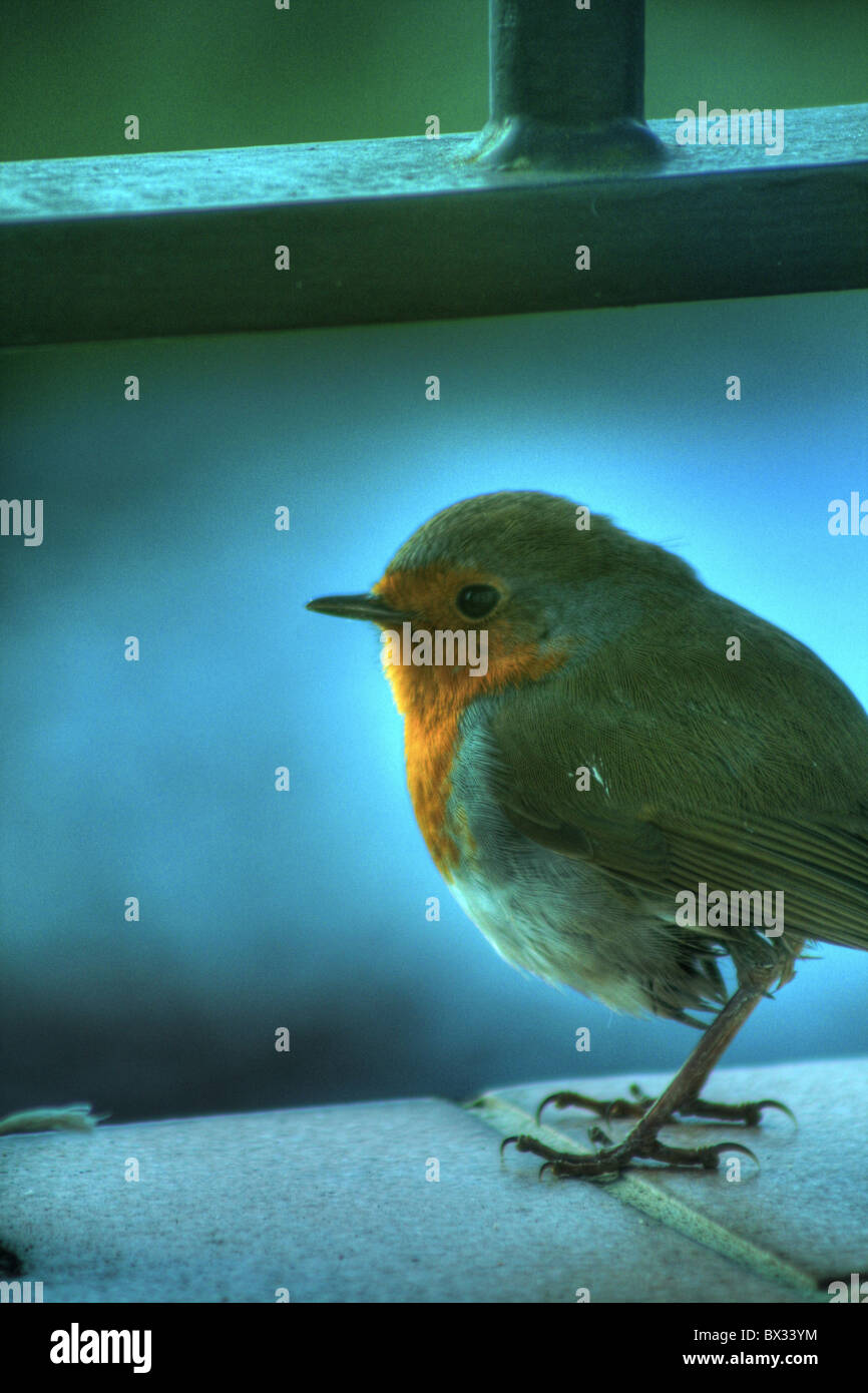 Picture of a nice Robin Stock Photo - Alamy