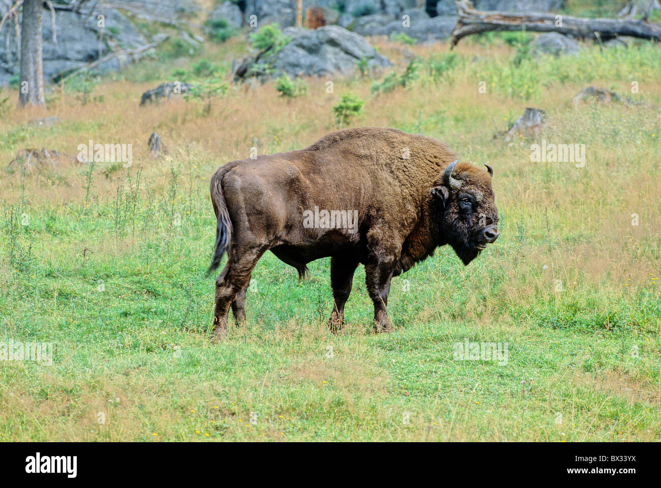 bison bison bonasus animals animal Stock Photo - Alamy
