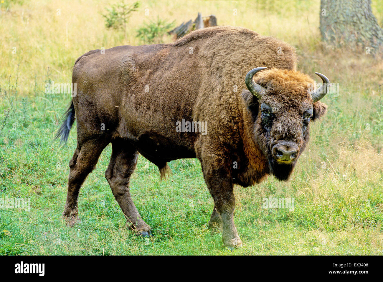 bison bison bonasus animals animal Stock Photo - Alamy