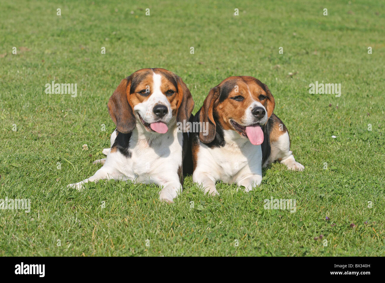 two Beagle dogs - lying on meadow Stock Photo - Alamy