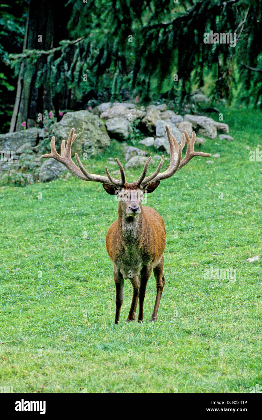 red deer Cervus elaphus deer stag animals animal male Stock Photo - Alamy