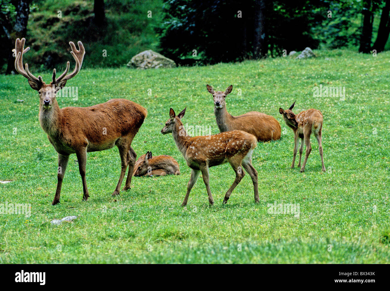 red deer Cervus elaphus deer stag animals animal family deer family ...