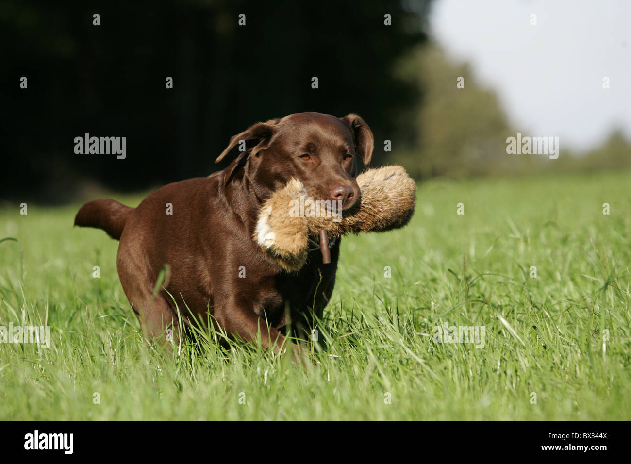 retrieving Labrador Retriever Stock Photo - Alamy