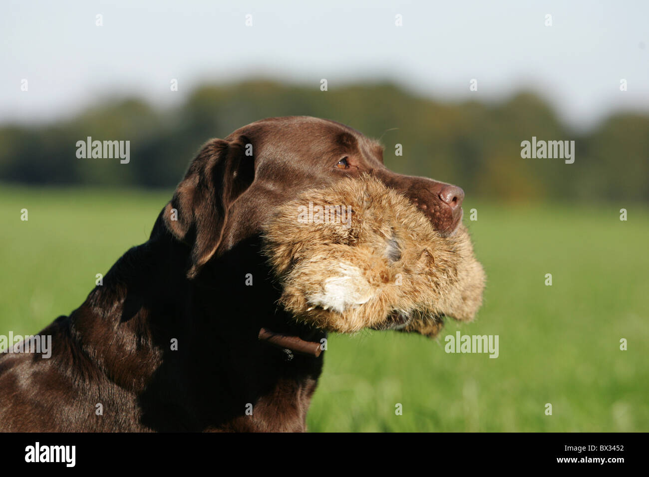 retrieving Labrador Retriever Stock Photo - Alamy