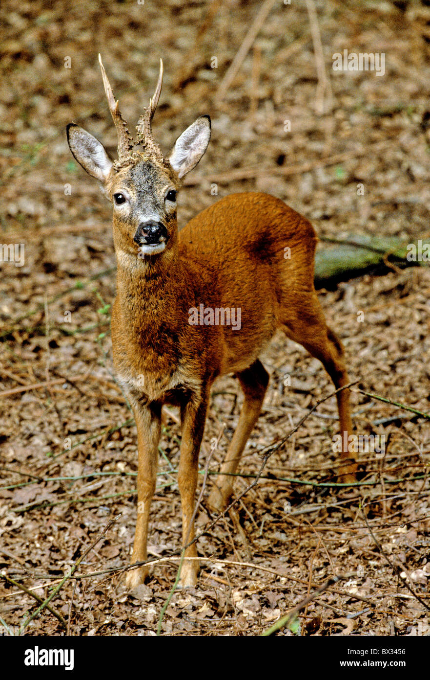 European roe deer Capreolus capreolus male roebuck goat animals animal ...