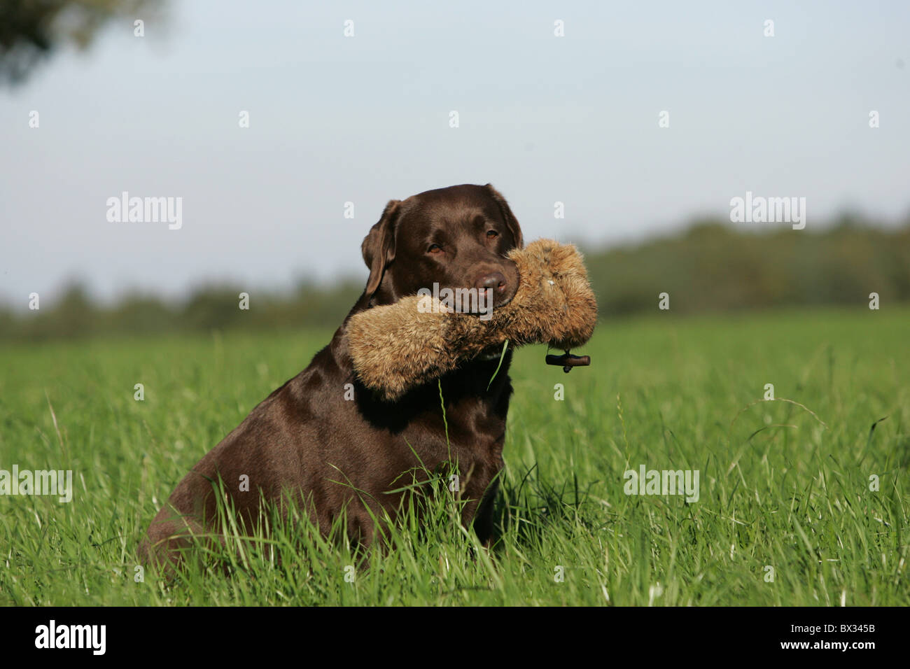 retrieving Labrador Retriever Stock Photo - Alamy