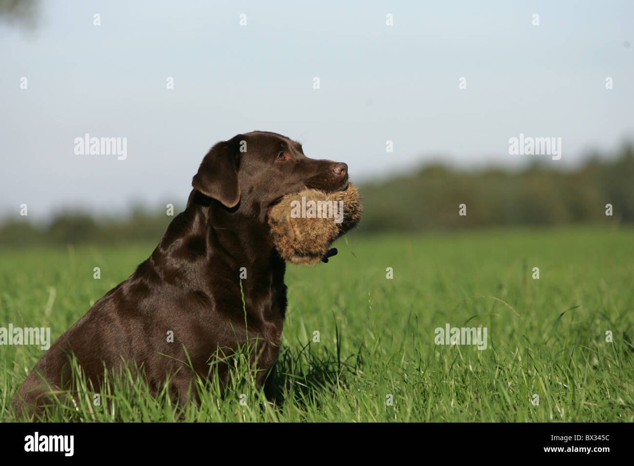 retrieving Labrador Retriever Stock Photo - Alamy