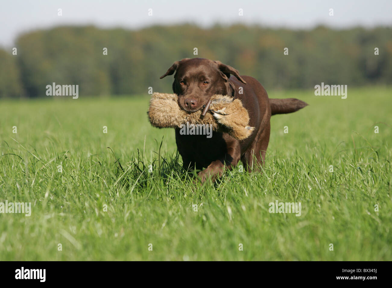 retrieving Labrador Retriever Stock Photo - Alamy