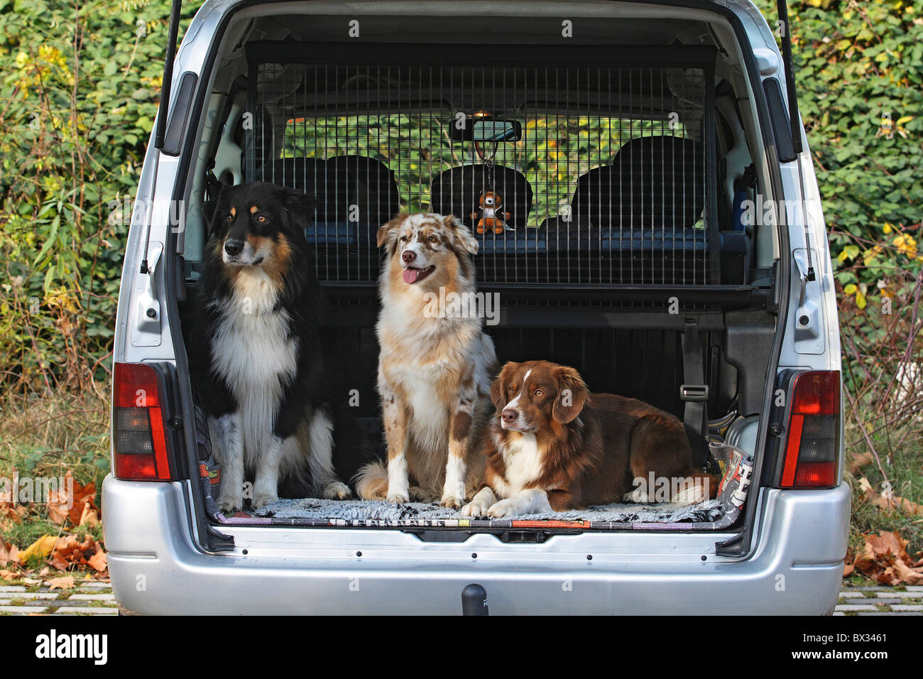three Australian Shepherd dogs in car Stock Photo - Alamy