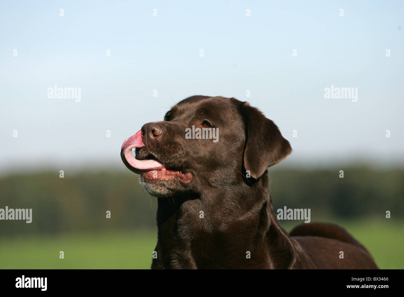Labrador Retriever Portrait Stock Photo - Alamy