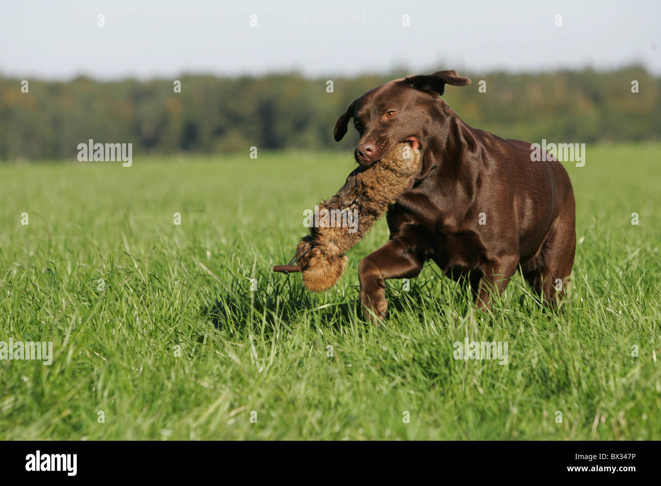 retrieving Labrador Retriever Stock Photo - Alamy