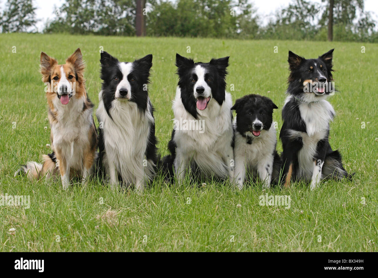 Border Collie. Adults and puppy sitting on a meadow Stock Photo - Alamy