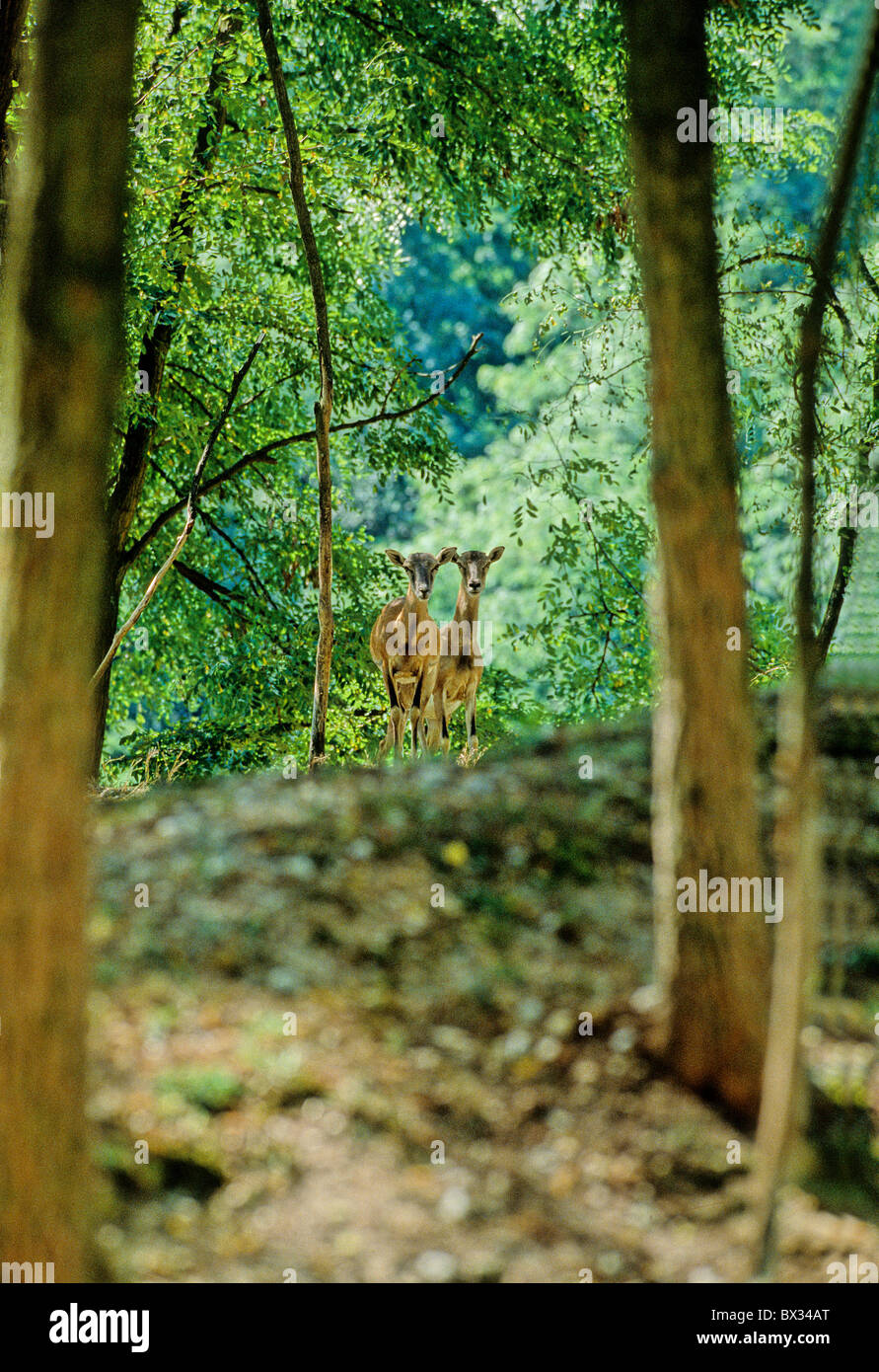 Mufflon Ovis ammon musimon wild sheep sheep animals animal Stock Photo ...