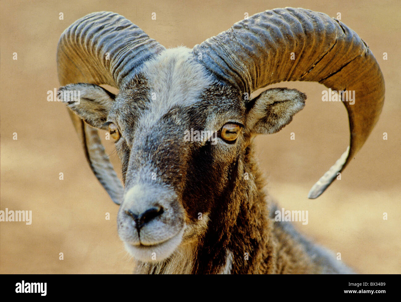 Mufflon Ovis ammon musimon wild sheep sheep animals animal male ...