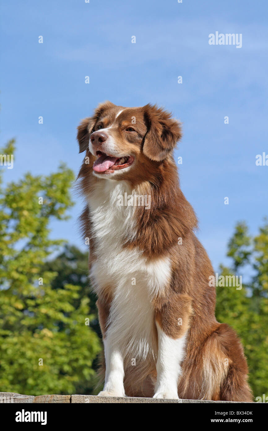 Australian Shepherd dog - standing Stock Photo - Alamy