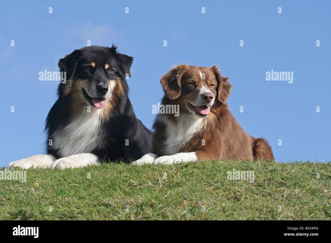 two Australian Shepherd dogs - lying on meadow Stock Photo - Alamy