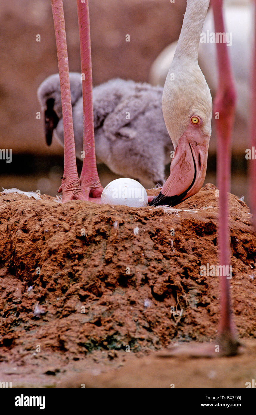 flamingo Phoenicopterus ruber nest egg fledgling Namibia Africa animals ...