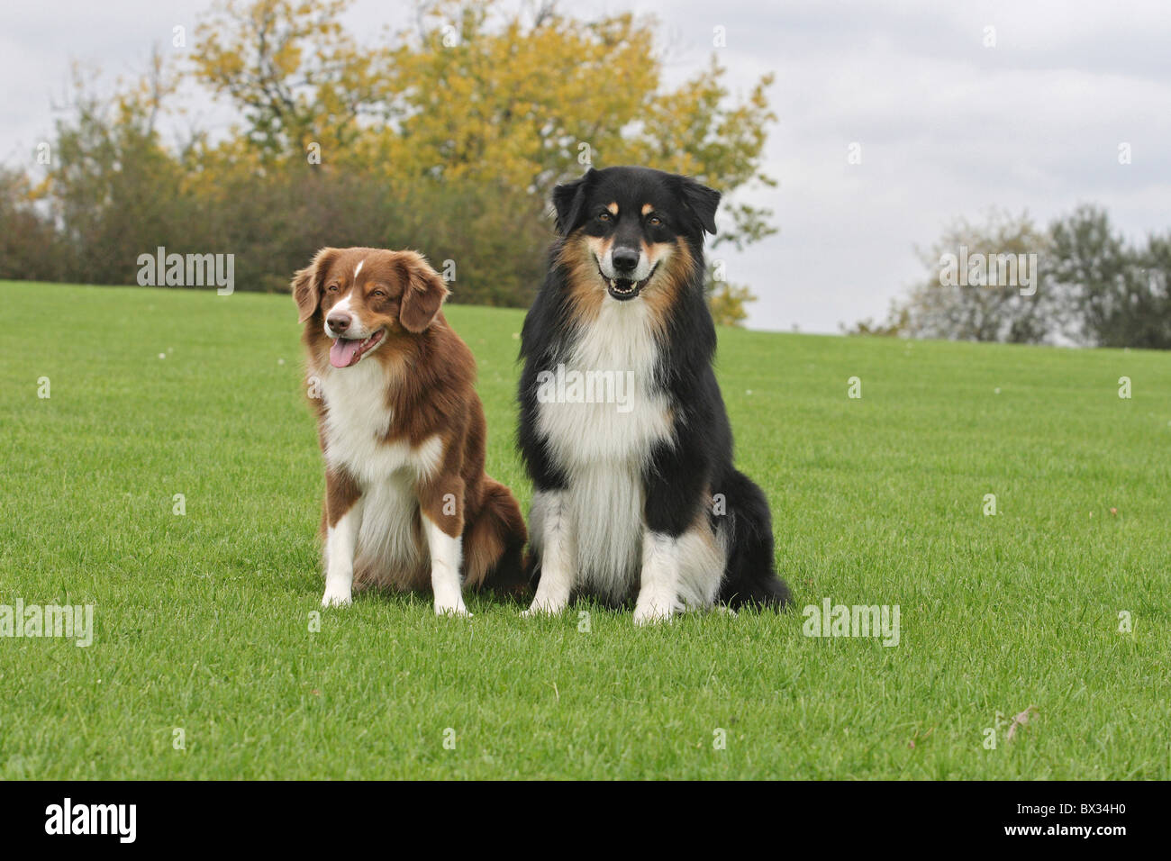 Australian shepherd two dogs sitting next each other hi-res stock ...