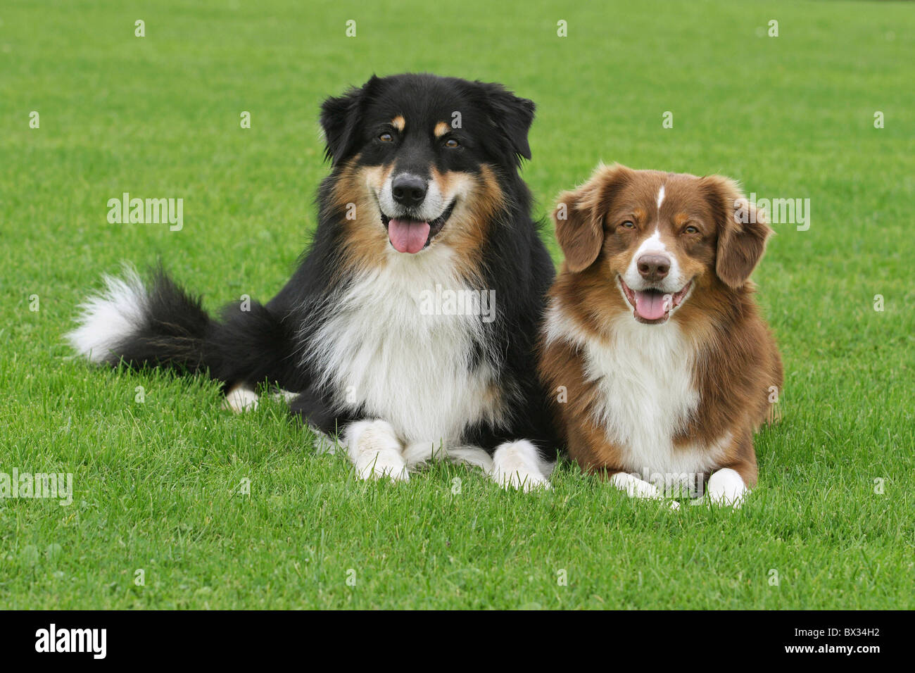 two Australian Shepherd dogs - lying on meado Stock Photo - Alamy