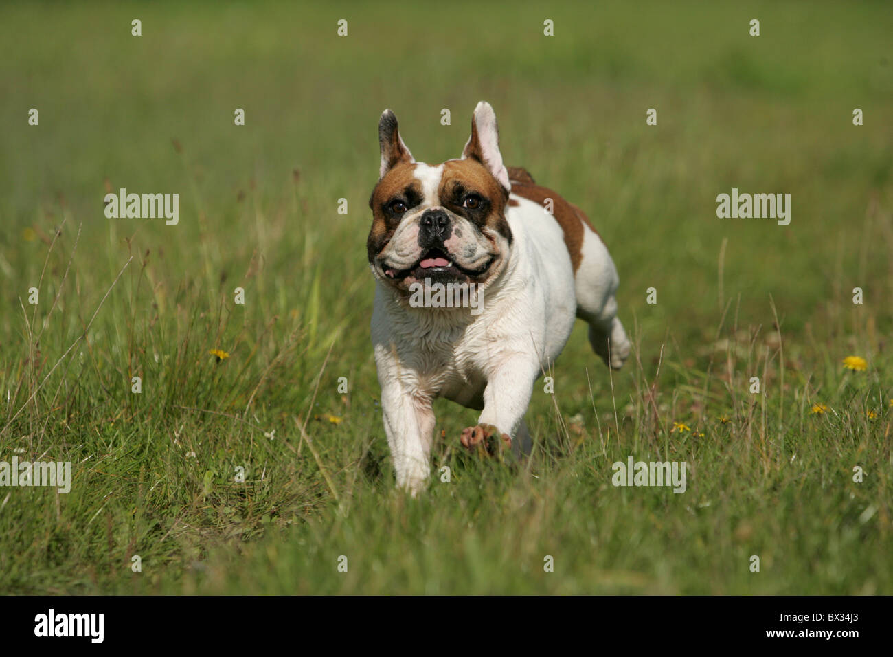 running French Bulldog Stock Photo - Alamy