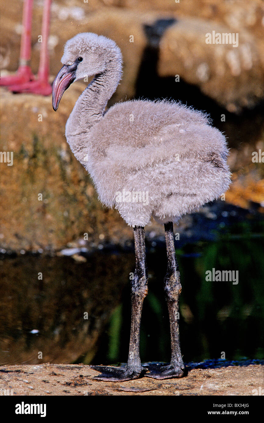 flamingo Phoenicopterus ruber fledgling young animal Namibia Africa ...